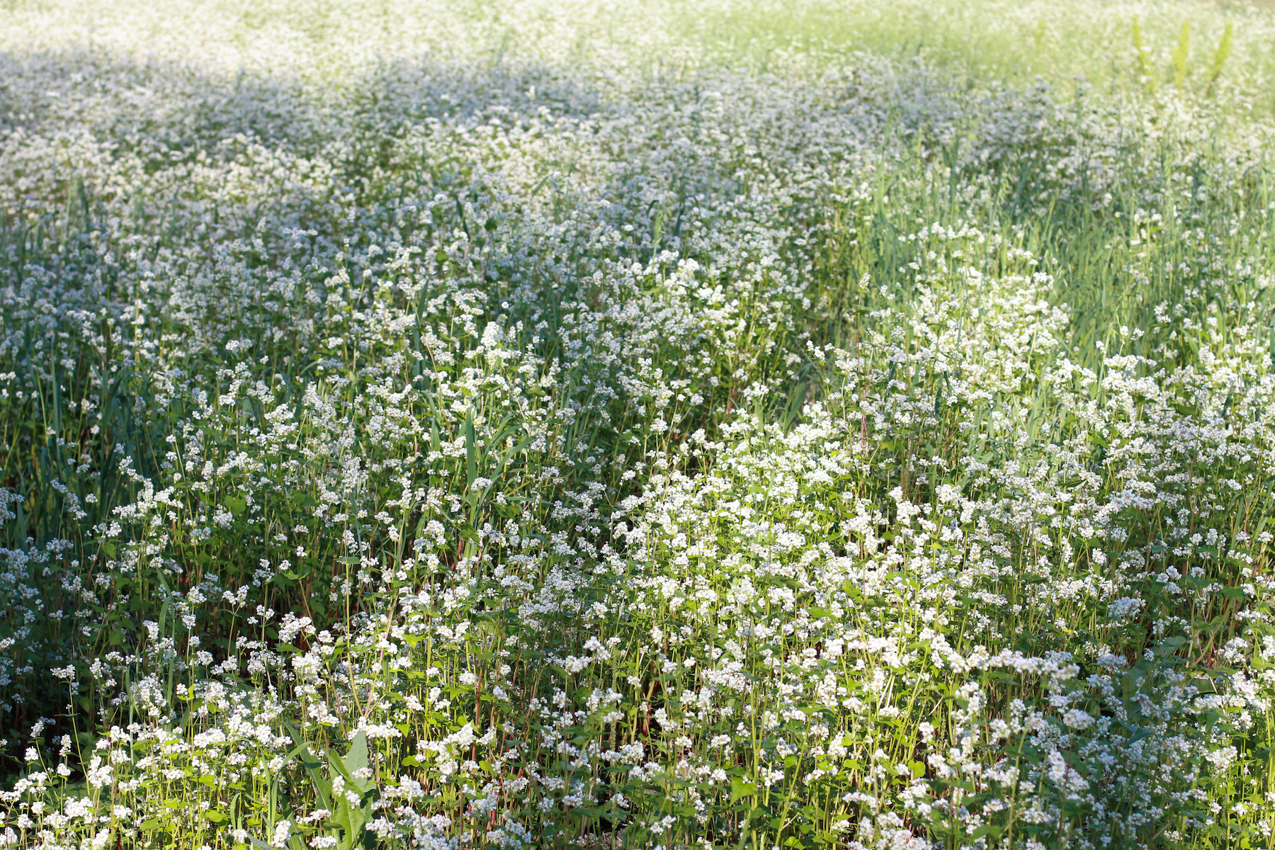 Buckwheat Plant Cover Crop